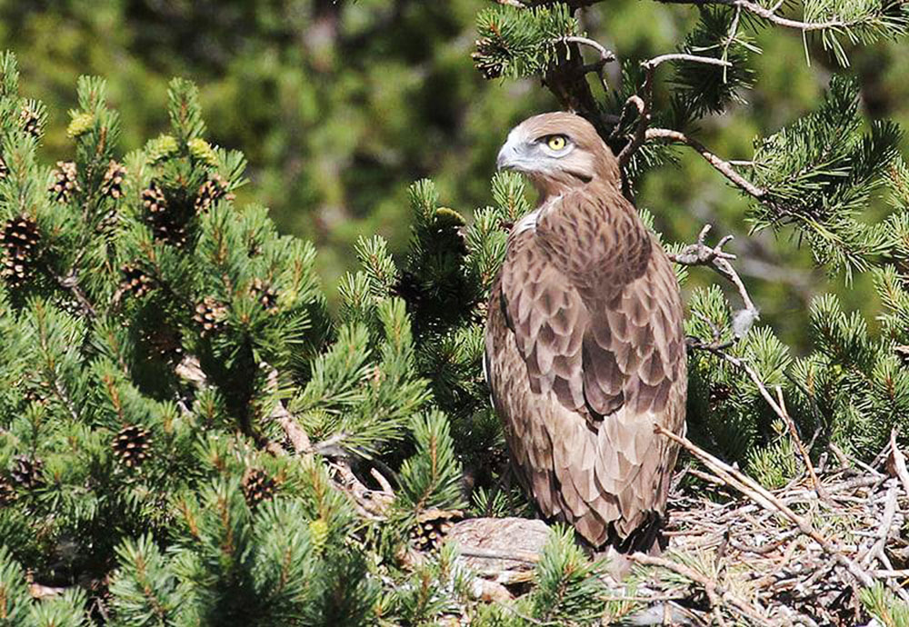 Il biancone, uccello simile all'aquila che si ciba di serpenti ...