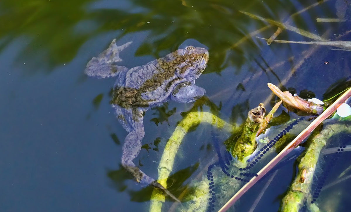Il rospo, colonizzatore di stagni e boschi amato dagli agricoltori ...