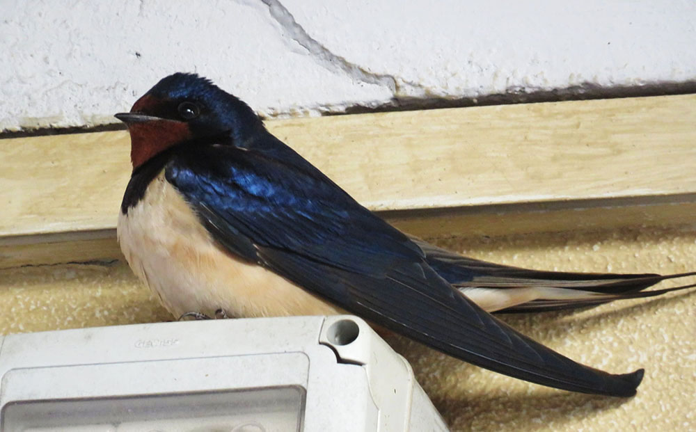 La rondine, l'uccello che nidifica sotto ai tetti ed annuncia il ...