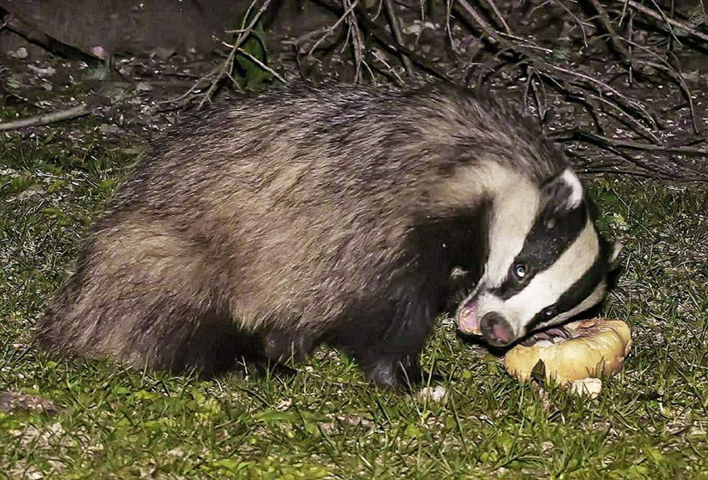 Il tasso, carnivoro notturno con la mascherina - Laboratorio Alte Valli