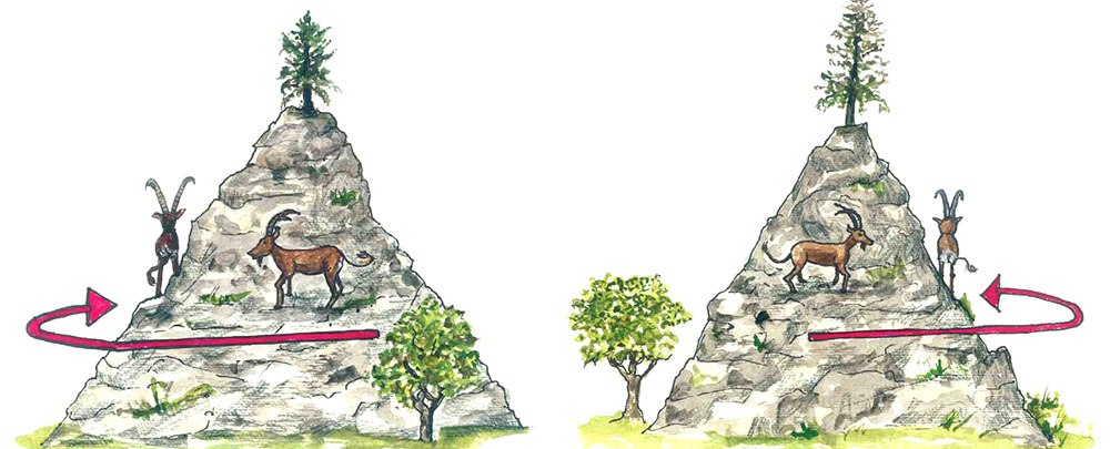 La leggenda del Dahu, l'animale che ha le zampe asimmetriche ...