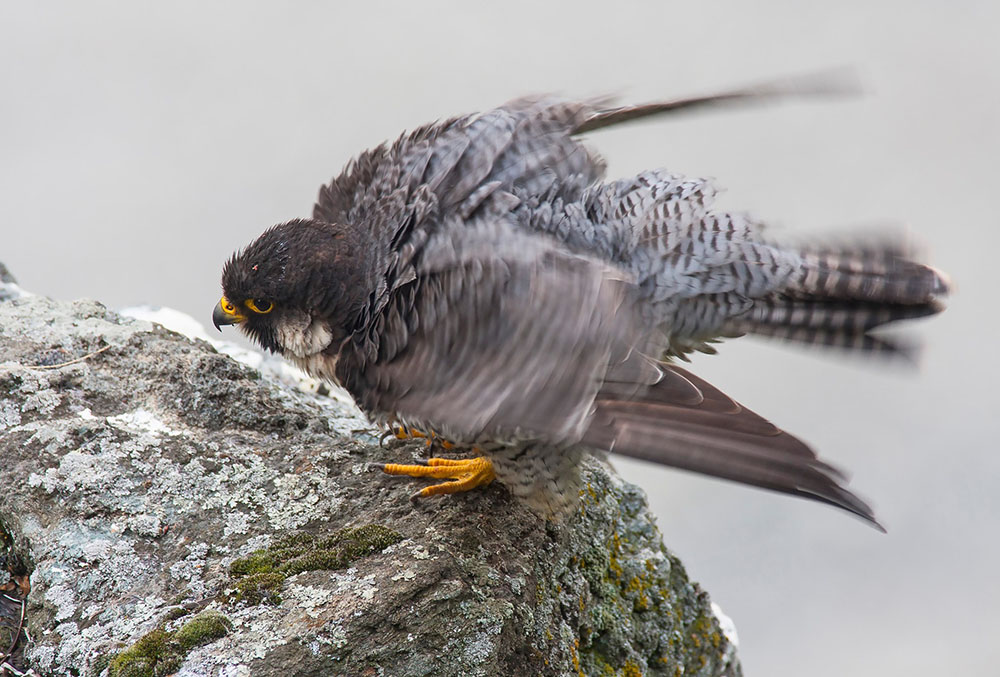 Il falco pellegrino, rapace “incappucciato” velocissimo in picchiata ...