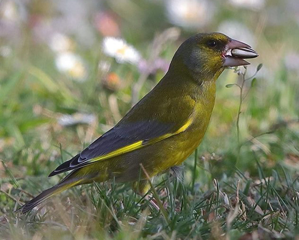 Che belli questi uccellini sul balcone o in giardino! Vi aiutiamo a ...