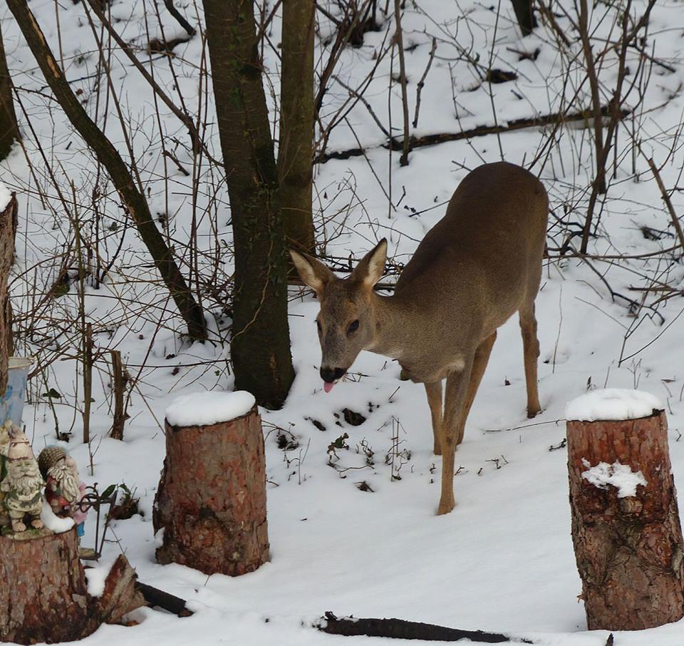 La dolcezza del capriolo, animale schivo e timido che ispira simpatia ...