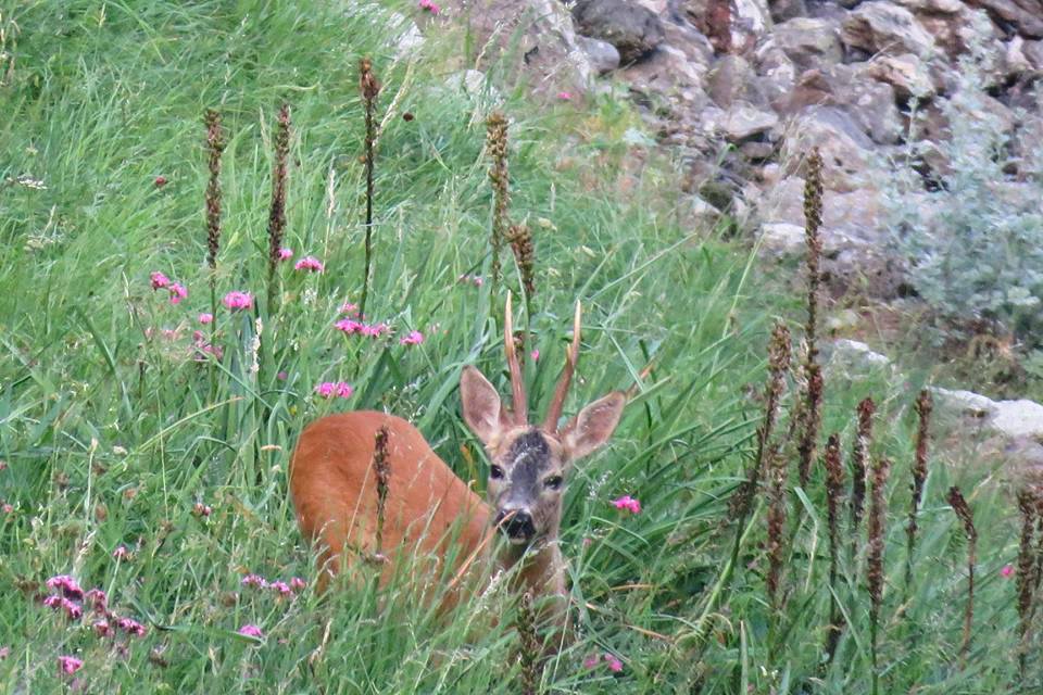 La dolcezza del capriolo, animale schivo e timido che ispira simpatia ...
