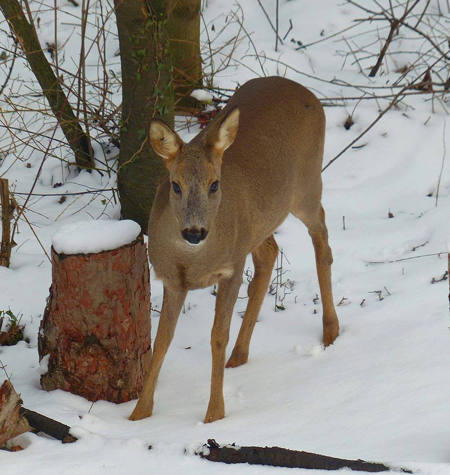 Femmina Di Cervo Dal Ciuffo
