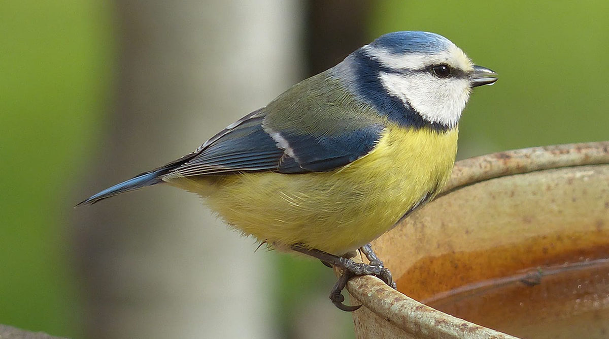 Che belli questi uccellini sul balcone o in giardino! Vi aiutiamo a ...