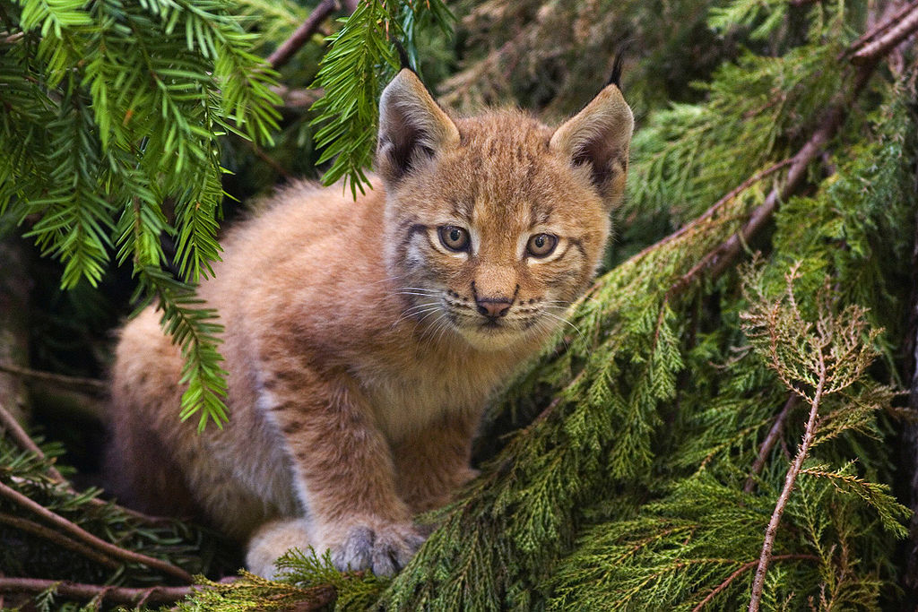 Che Lince Rossa Vive