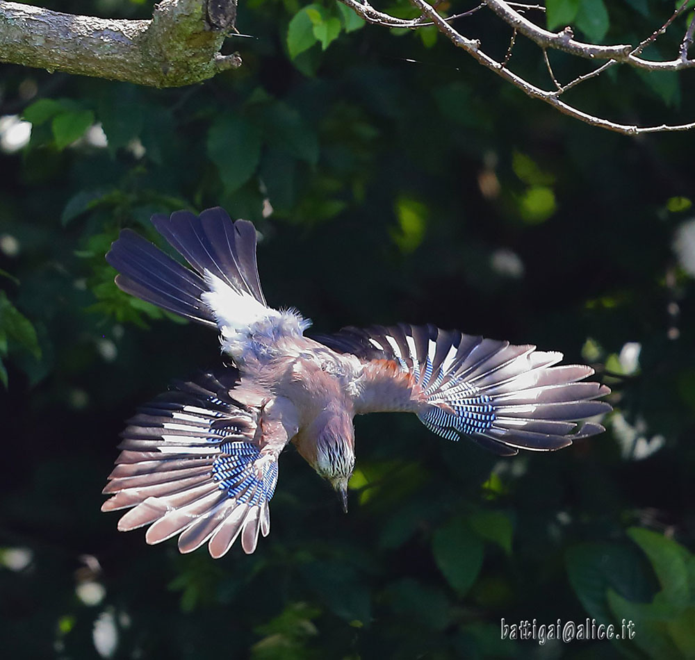 La ghiandaia (il “giacu”), uccello dagli splendidi colori e dalla ...