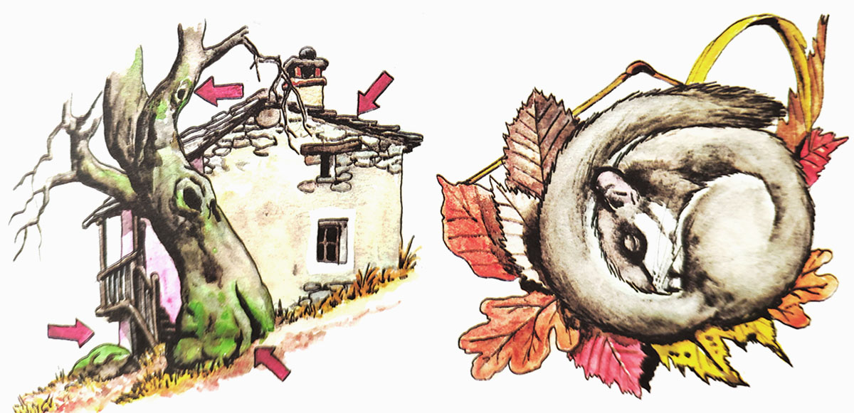 Il ghiro, dormiglione d'inverno ma molto attivo nelle notti d'estate ...