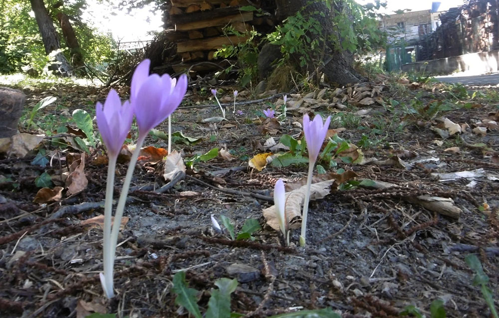 Il Colchico autunnale, bello e pericoloso: pochi grammi possono essere ...
