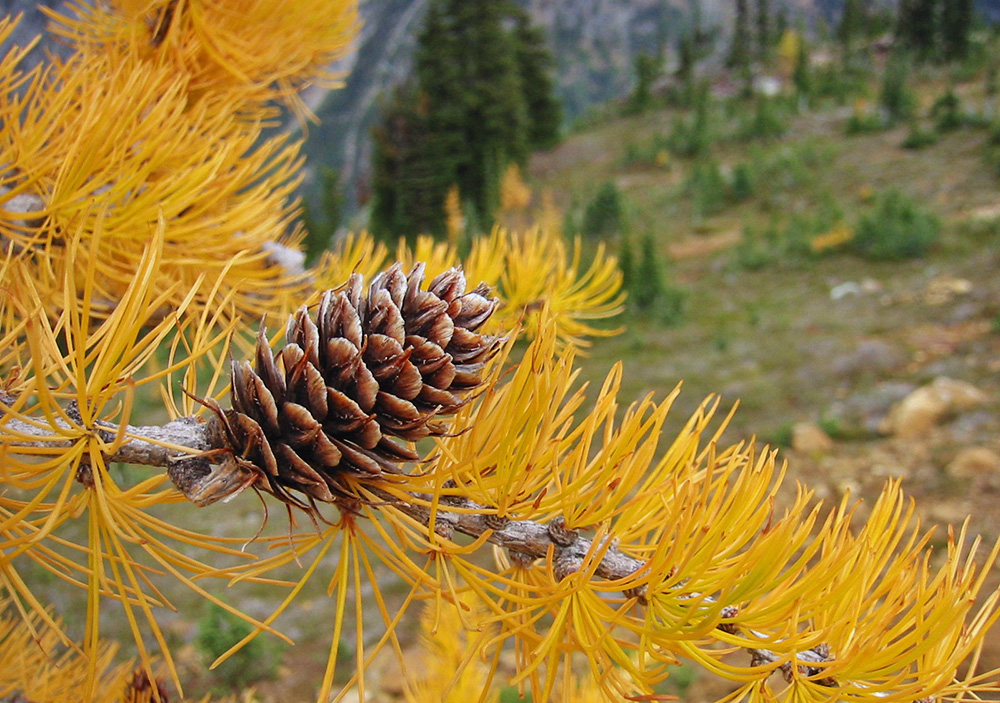 Il larice, la conifera che perde gli aghi per sopportare i rigori dell ...