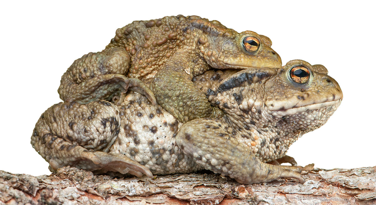 Il rospo, colonizzatore di stagni e boschi amato dagli agricoltori ...
